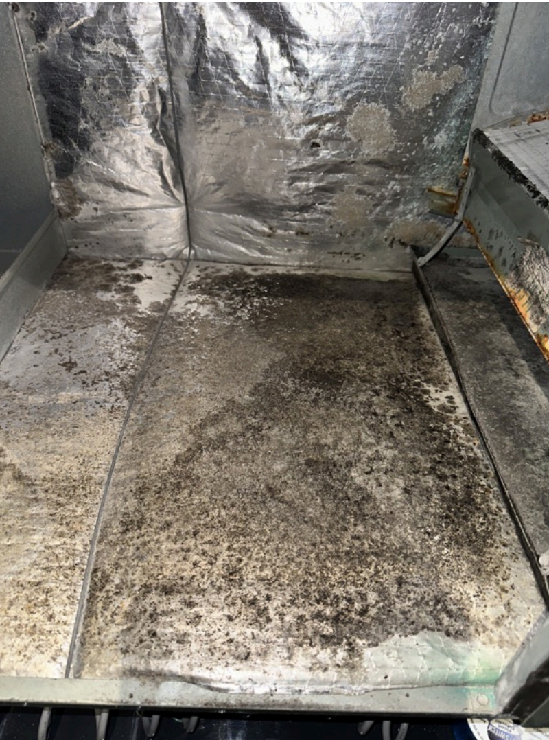 How to Check for Mold in Your House: Step-by-Step Guide